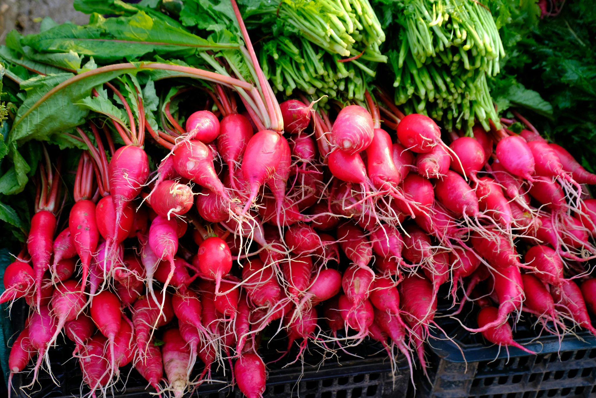 Healthy Cities Australia